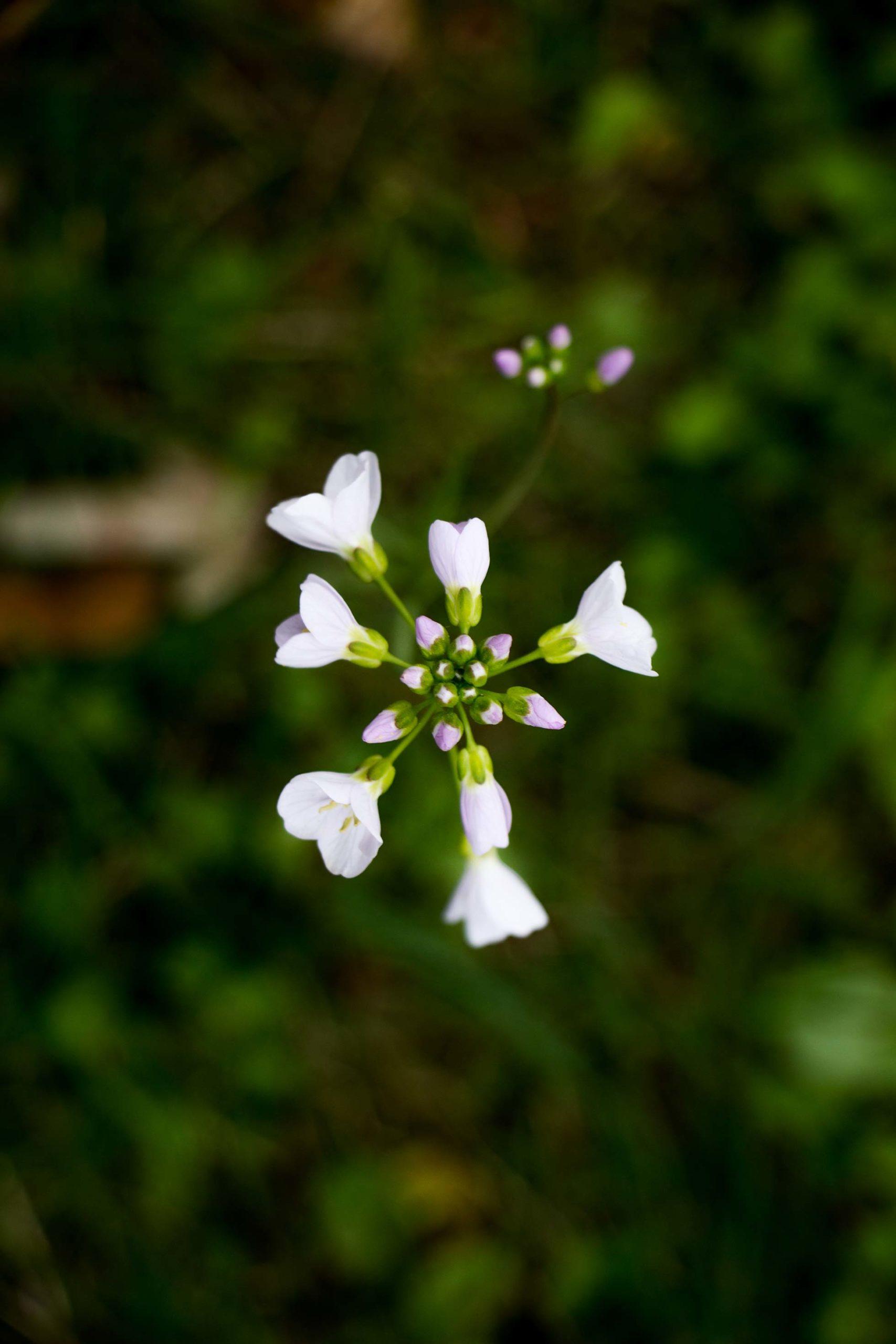 Wilde Kreuzblütler für die Küche • www.herbal-hunter.de
